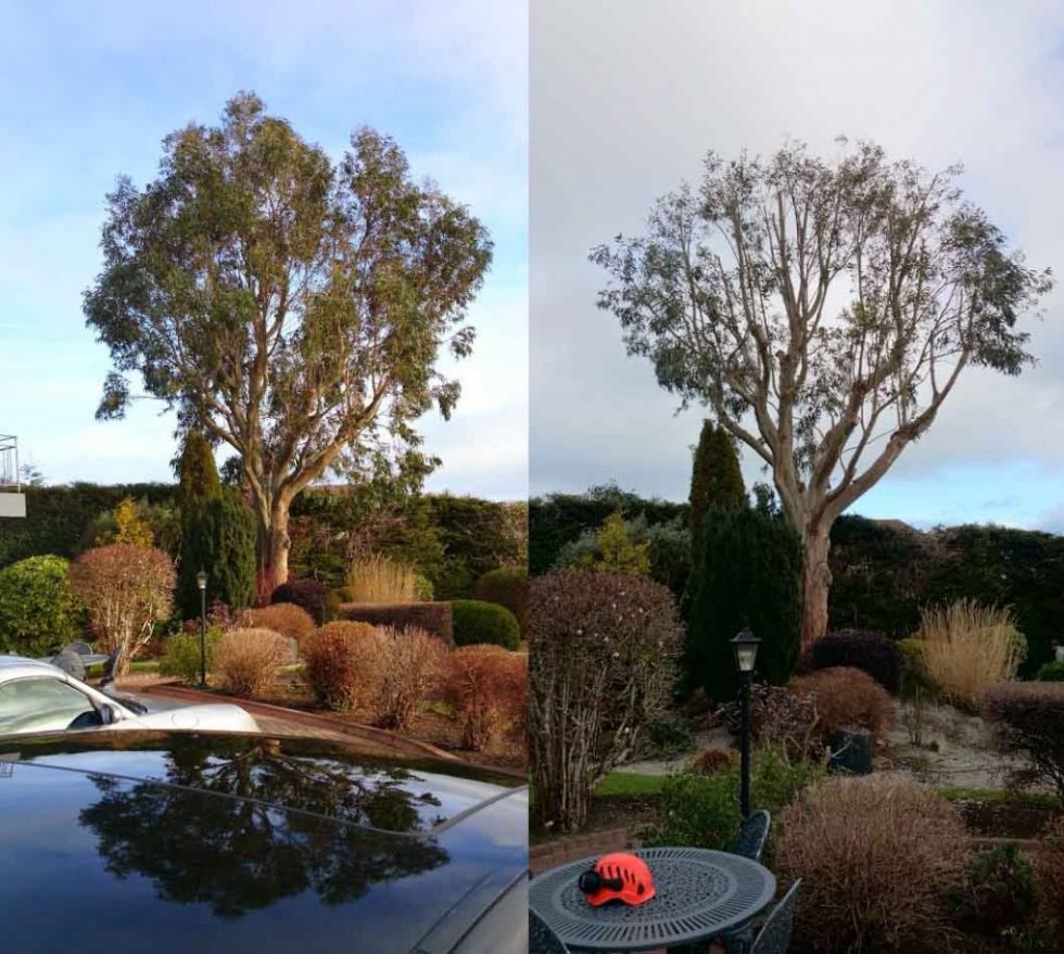 Tree Surgery in Surrey | Tree Surgey by Surrey Tree Co